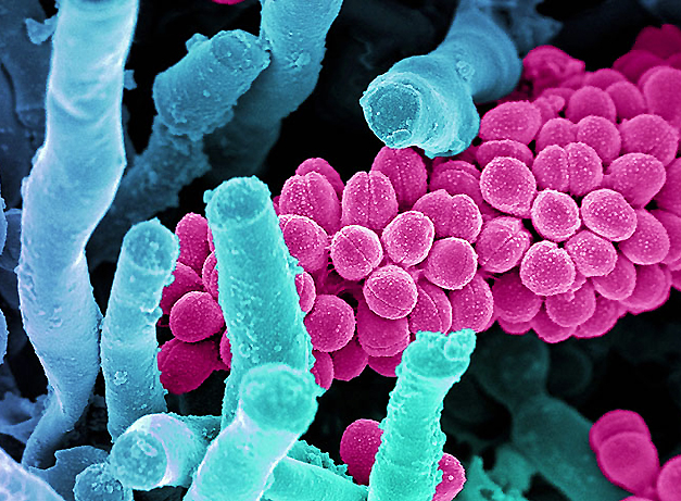 Super microbiote - Livres Hebdo