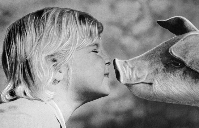 Hans Limmer, photographies de David Crossley, "Paulina et moi " (La ...